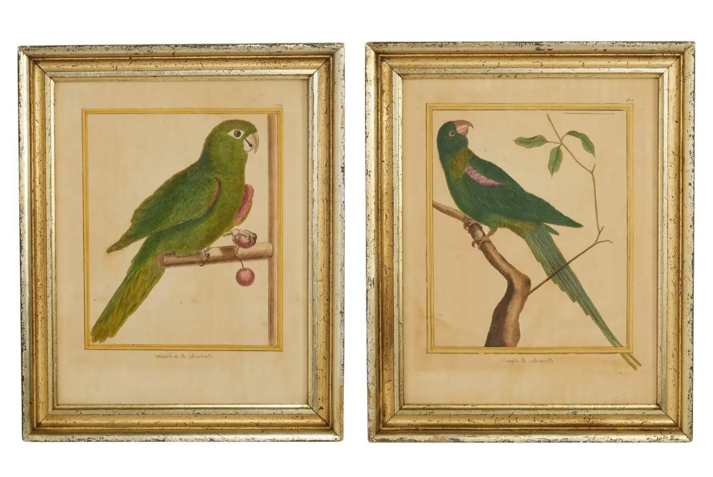 Alberto Luna: «La lora patriótica» (cuento) – La Zebra